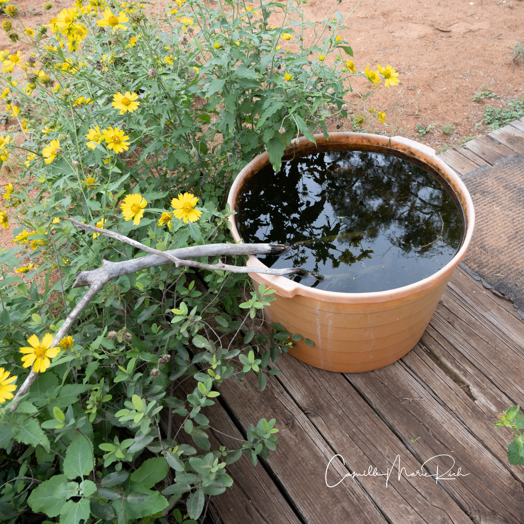 “Where the Water Trough Overflows,” by C. M. Rich - El Mesteño™ Ranch ...